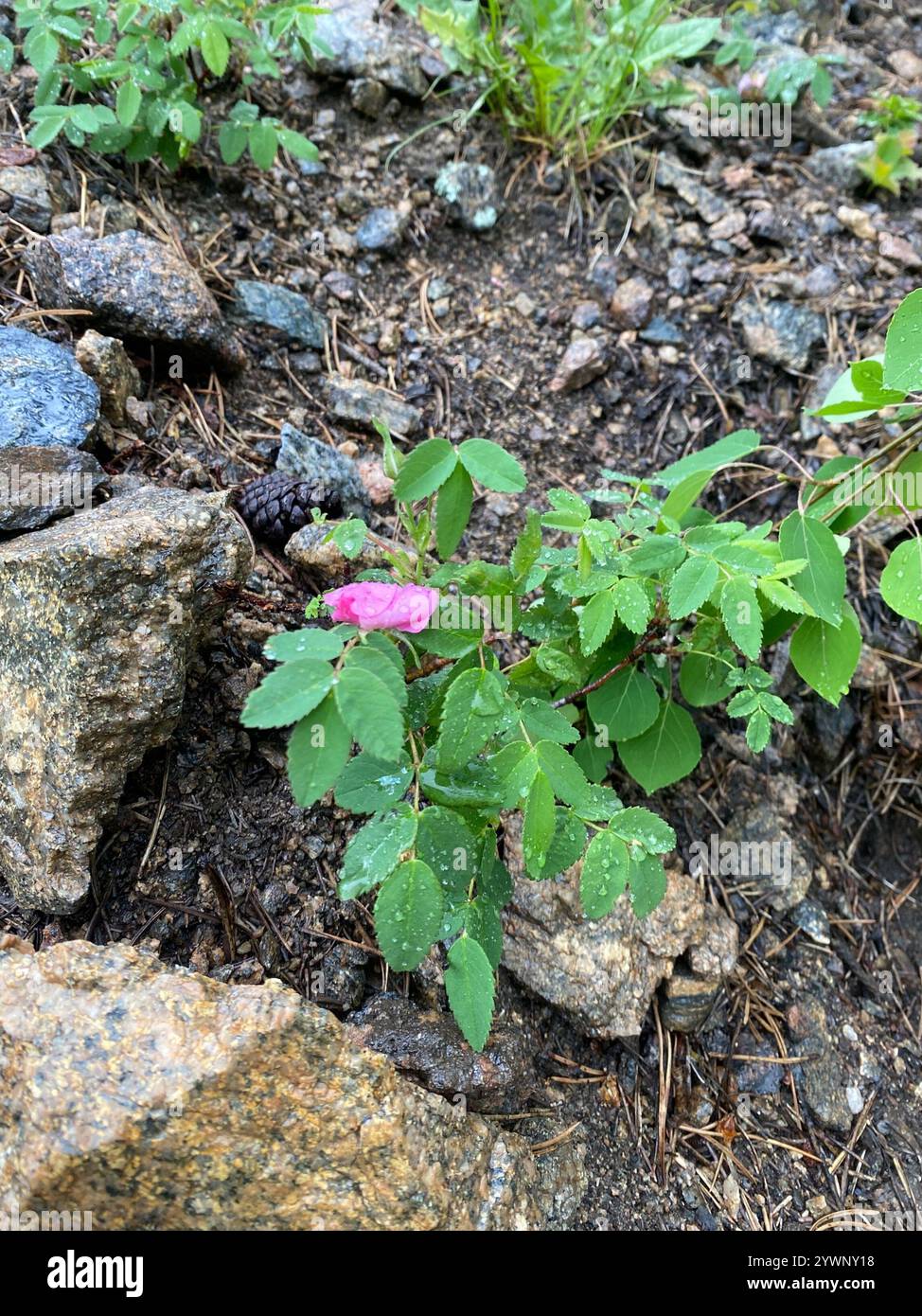 Woods' rose (Rosa woodsii Stock Photo - Alamy