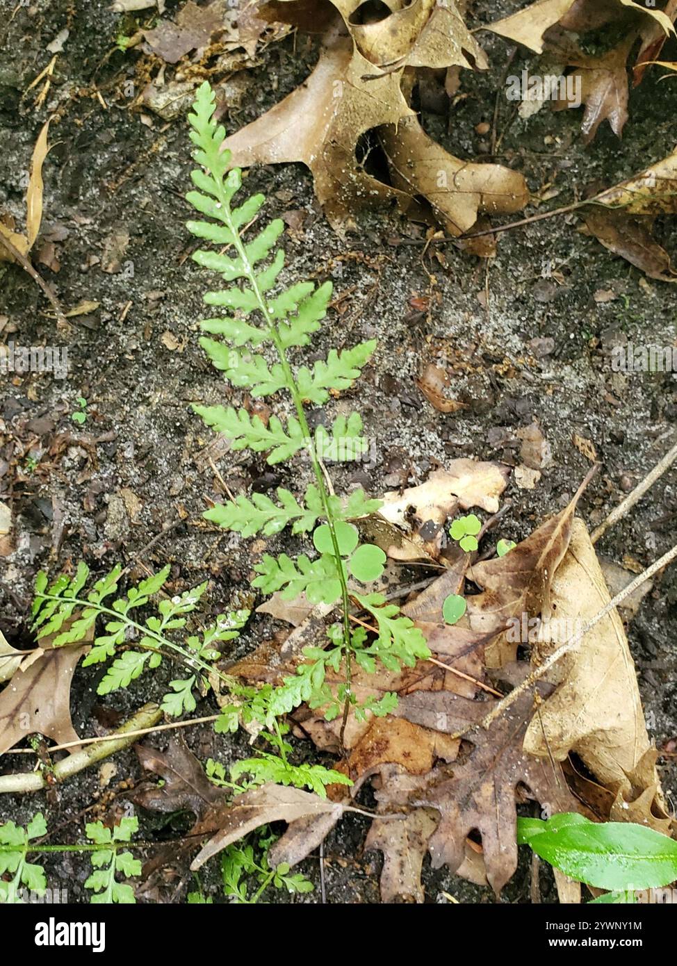 Mackay's Fragile Fern (Cystopteris tenuis Stock Photo - Alamy