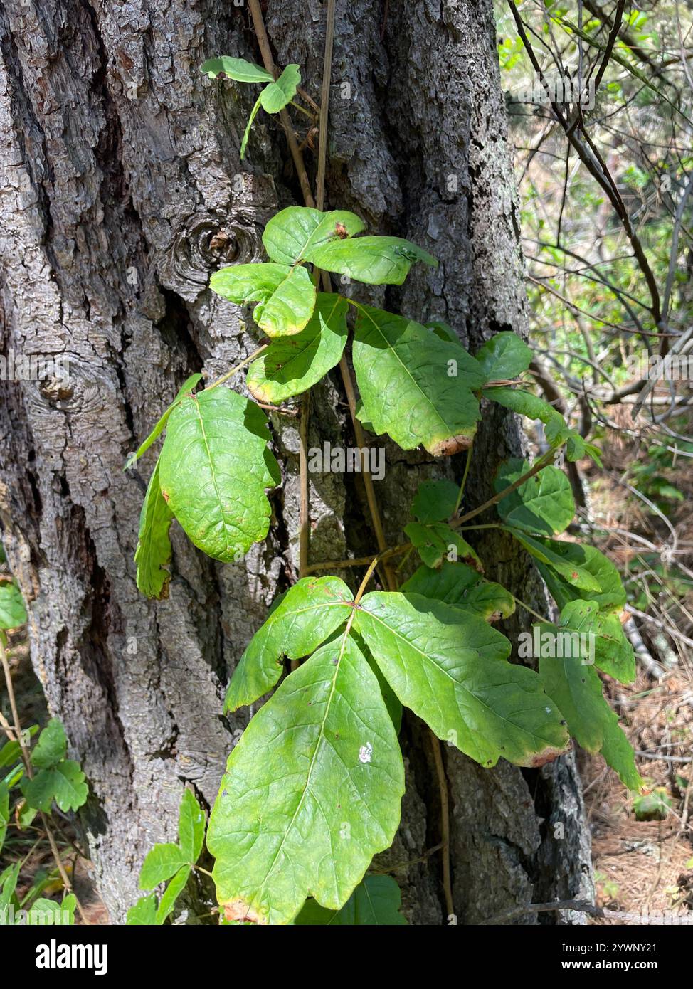Pacific poison oak (Toxicodendron diversilobum Stock Photo - Alamy