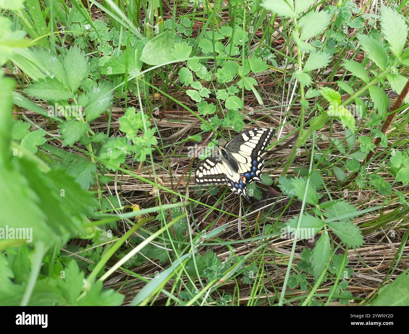 Anise Swallowtail (Papilio zelicaon Stock Photo - Alamy