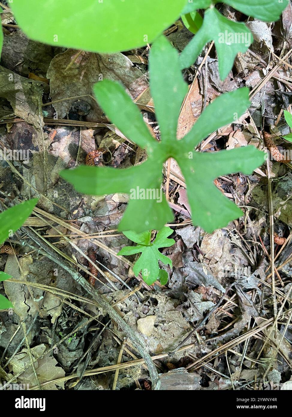 three-lobed violet (Viola palmata Stock Photo - Alamy
