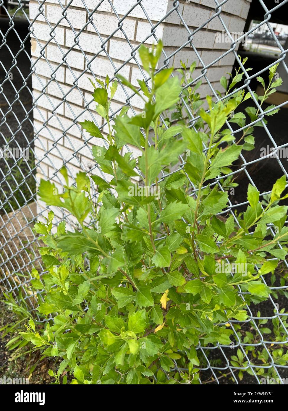 groundsel tree (Baccharis halimifolia Stock Photo - Alamy