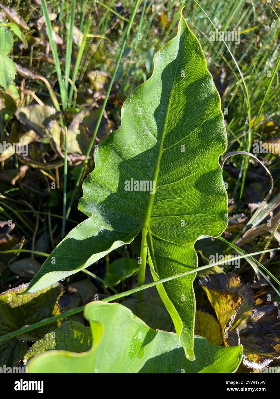 Green Arrow Arum (Peltandra virginica Stock Photo - Alamy