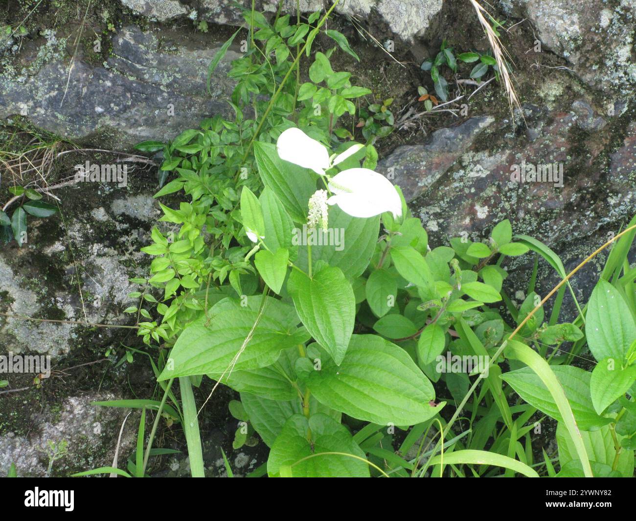 Asian Lizard's Tail (Saururus chinensis Stock Photo - Alamy