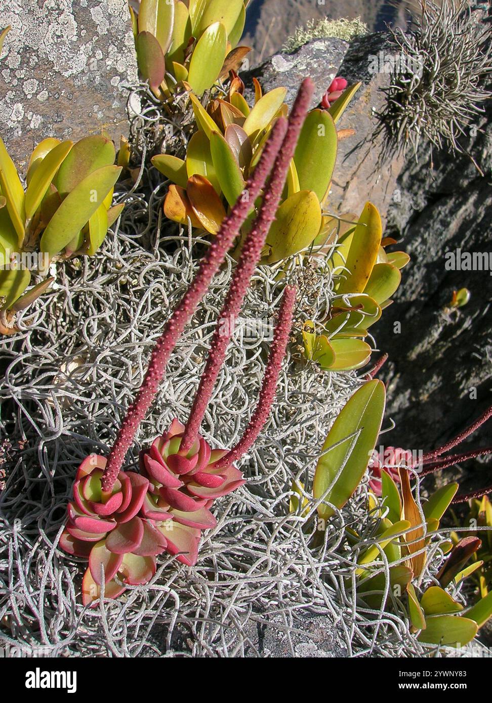 radiator plants (Peperomia Stock Photo - Alamy