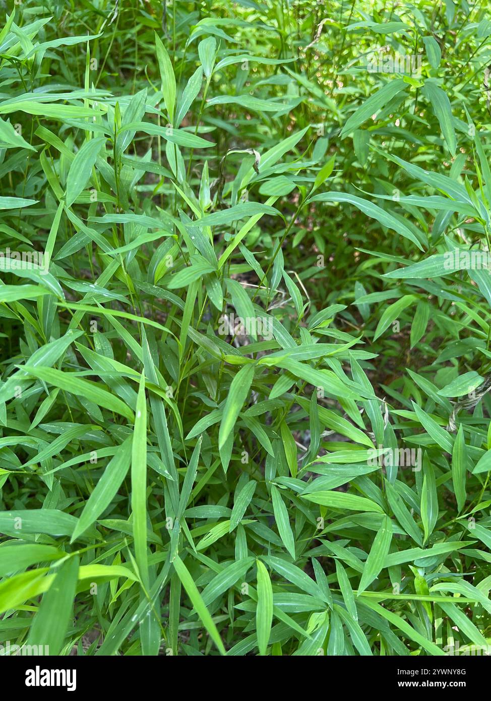 Japanese stiltgrass (Microstegium vimineum Stock Photo - Alamy