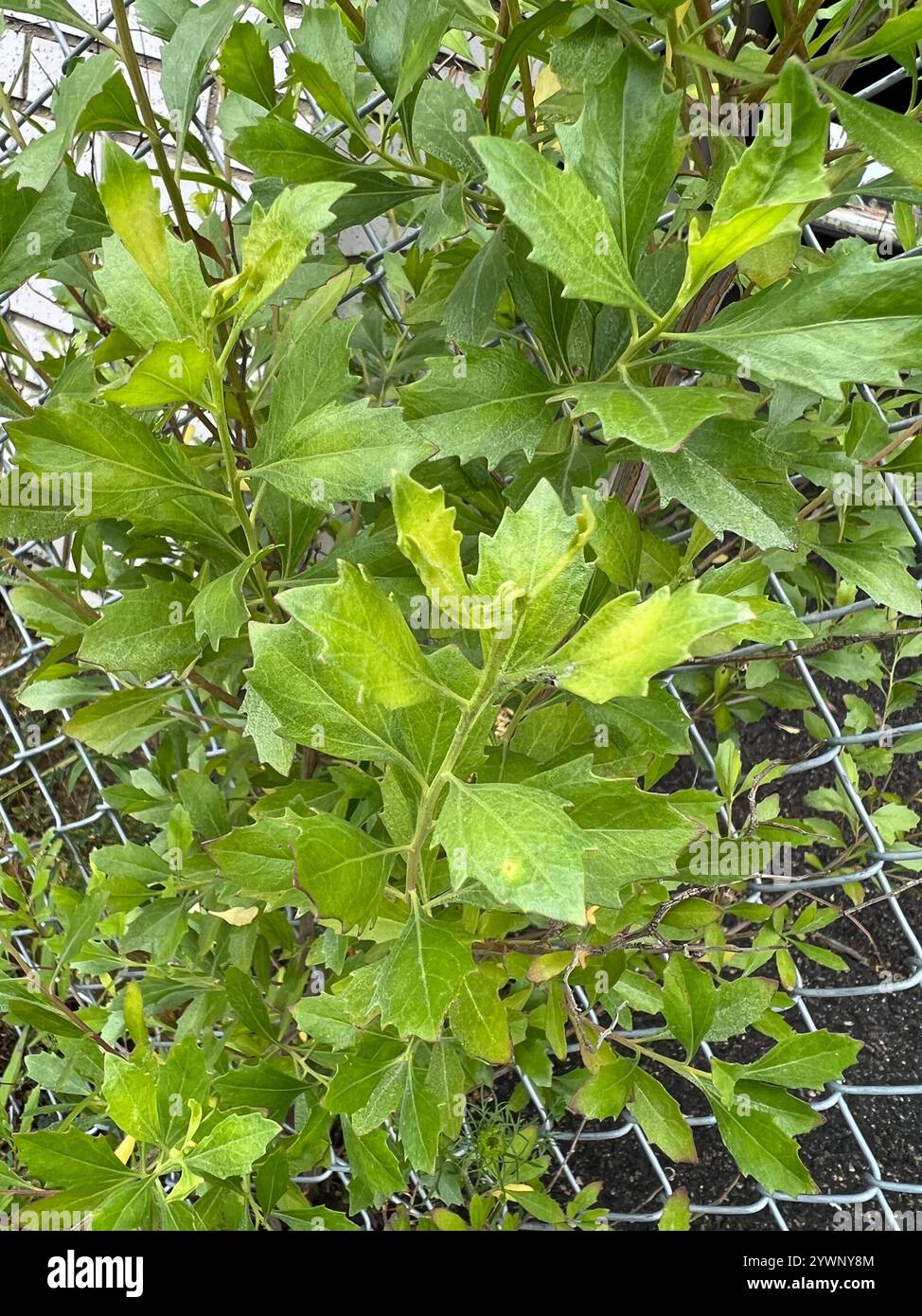 groundsel tree (Baccharis halimifolia Stock Photo - Alamy