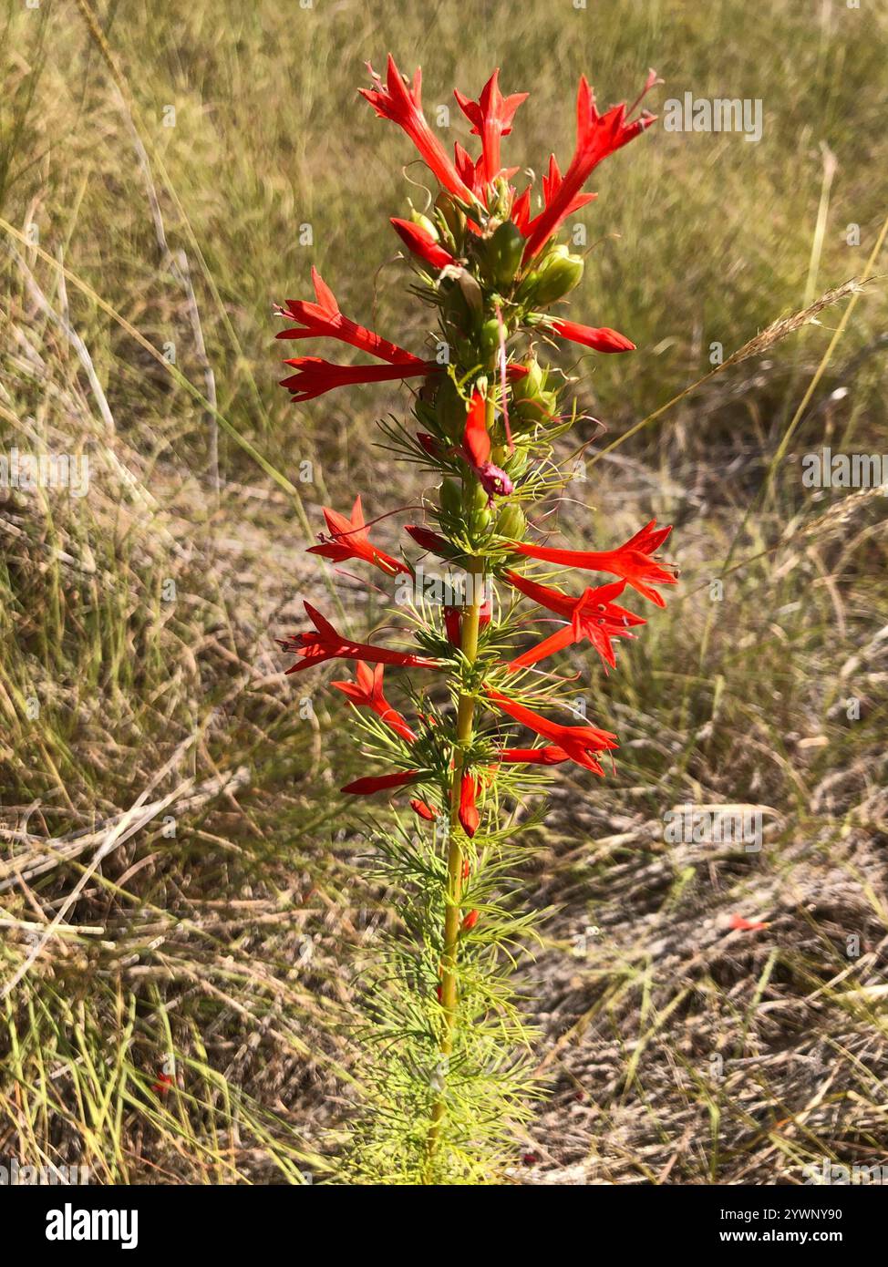 standing cypress (Ipomopsis rubra Stock Photo - Alamy