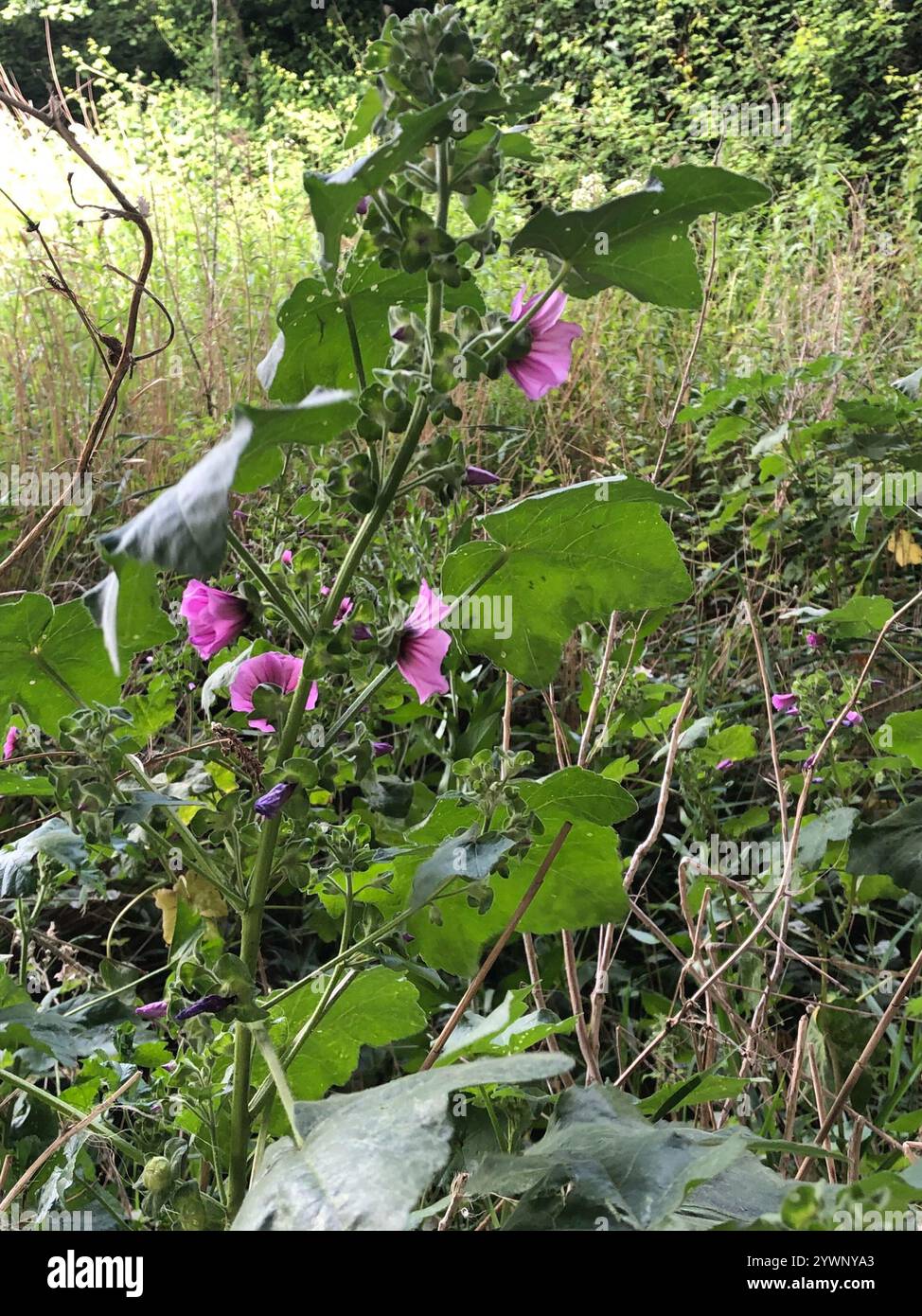Tree Mallow (Malva arborea Stock Photo - Alamy