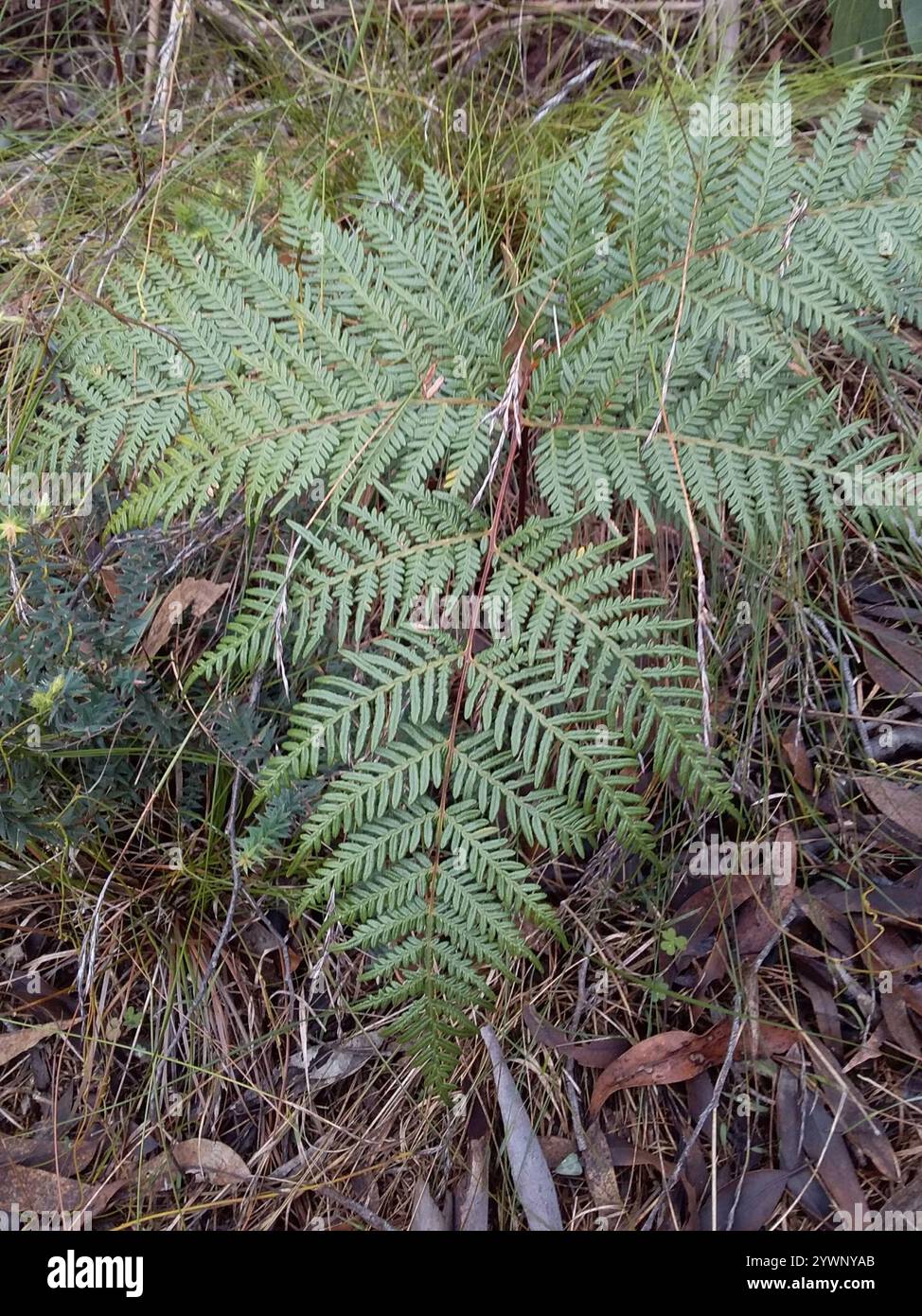 Austral Bracken (Pteridium esculentum Stock Photo - Alamy
