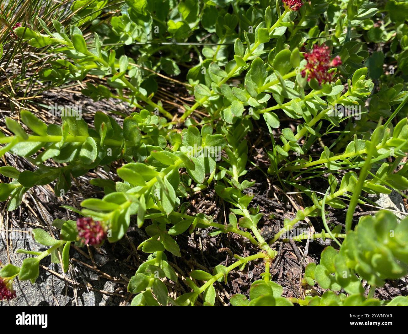 western roseroot (Rhodiola integrifolia Stock Photo - Alamy