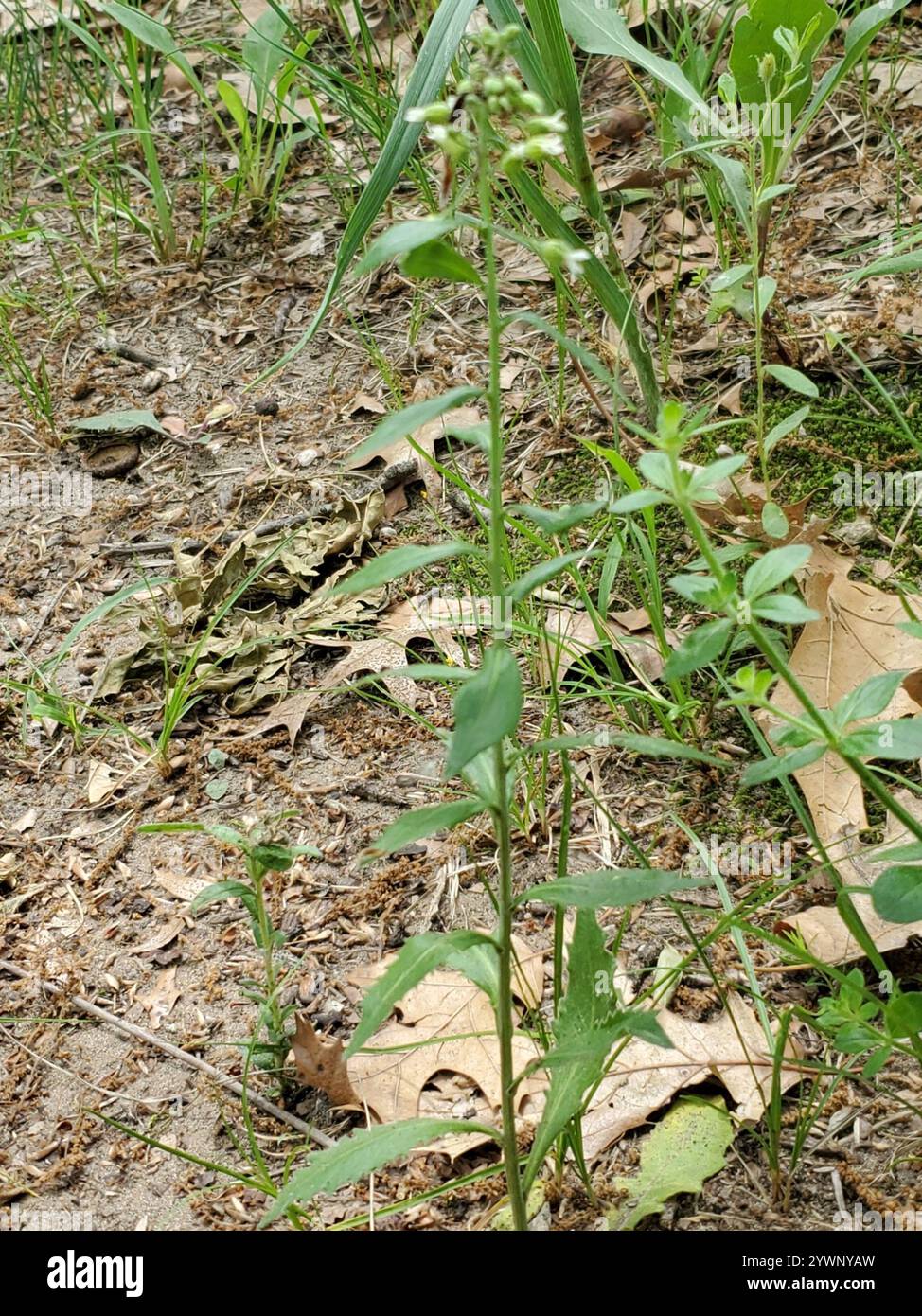 sicklepod (Borodinia canadensis Stock Photo - Alamy