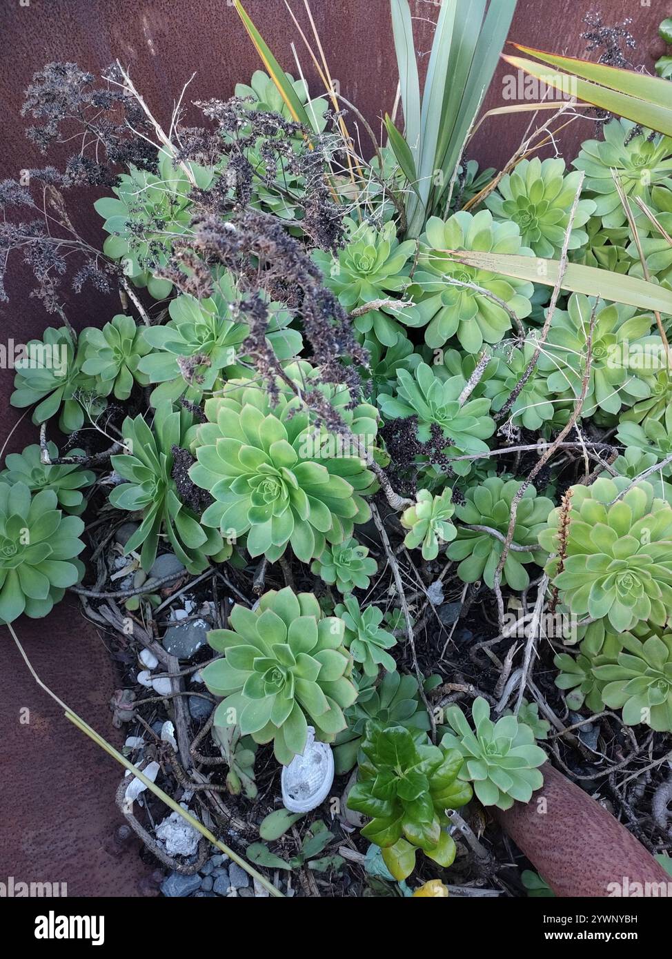 Tree Aeonium (Aeonium arboreum Stock Photo - Alamy