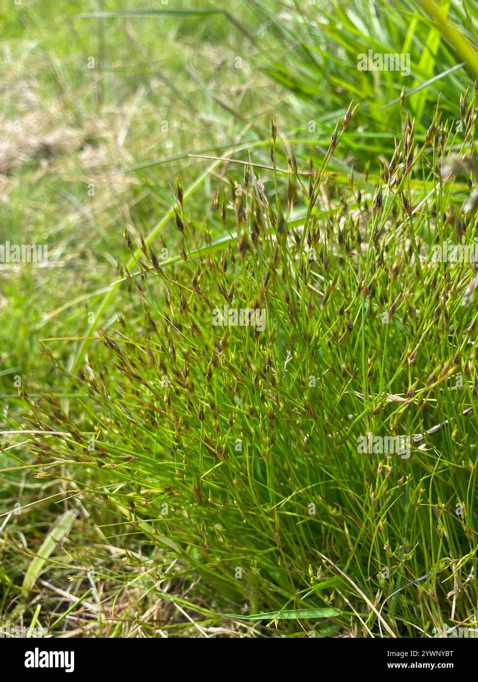 Toad rush (Juncus bufonius Stock Photo - Alamy