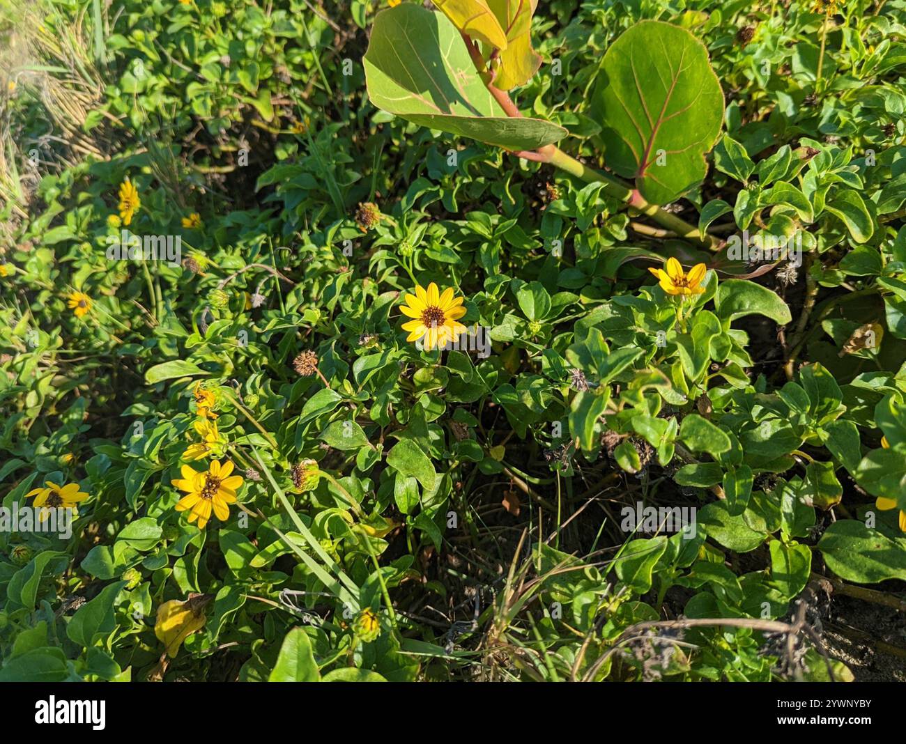 East Coast Dune Sunflower (Helianthus debilis debilis Stock Photo - Alamy