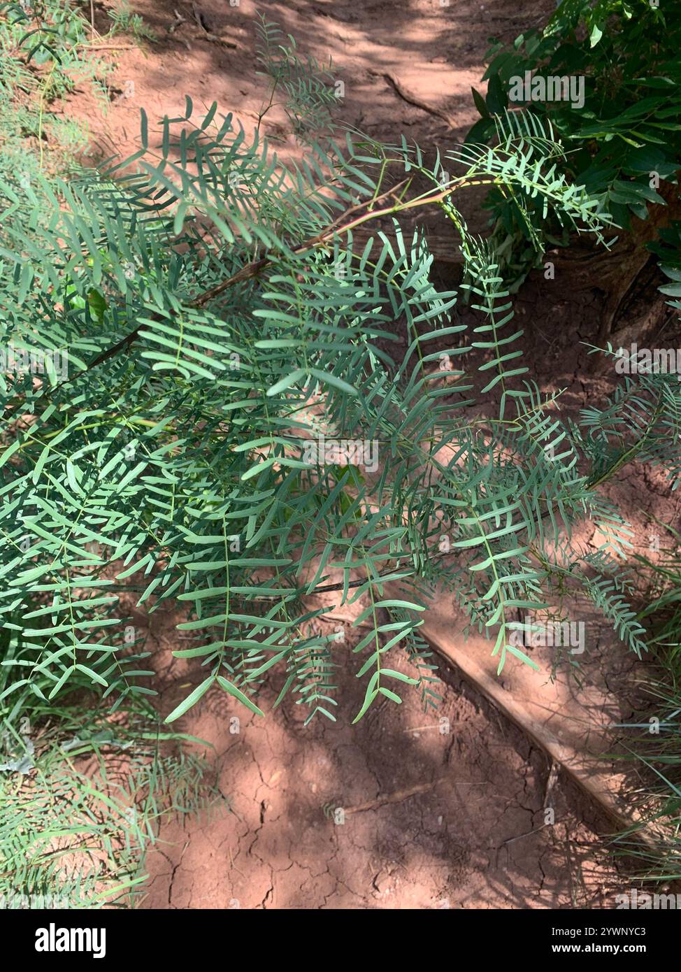 Eastern Honey Mesquite (Neltuma glandulosa glandulosa Stock Photo - Alamy