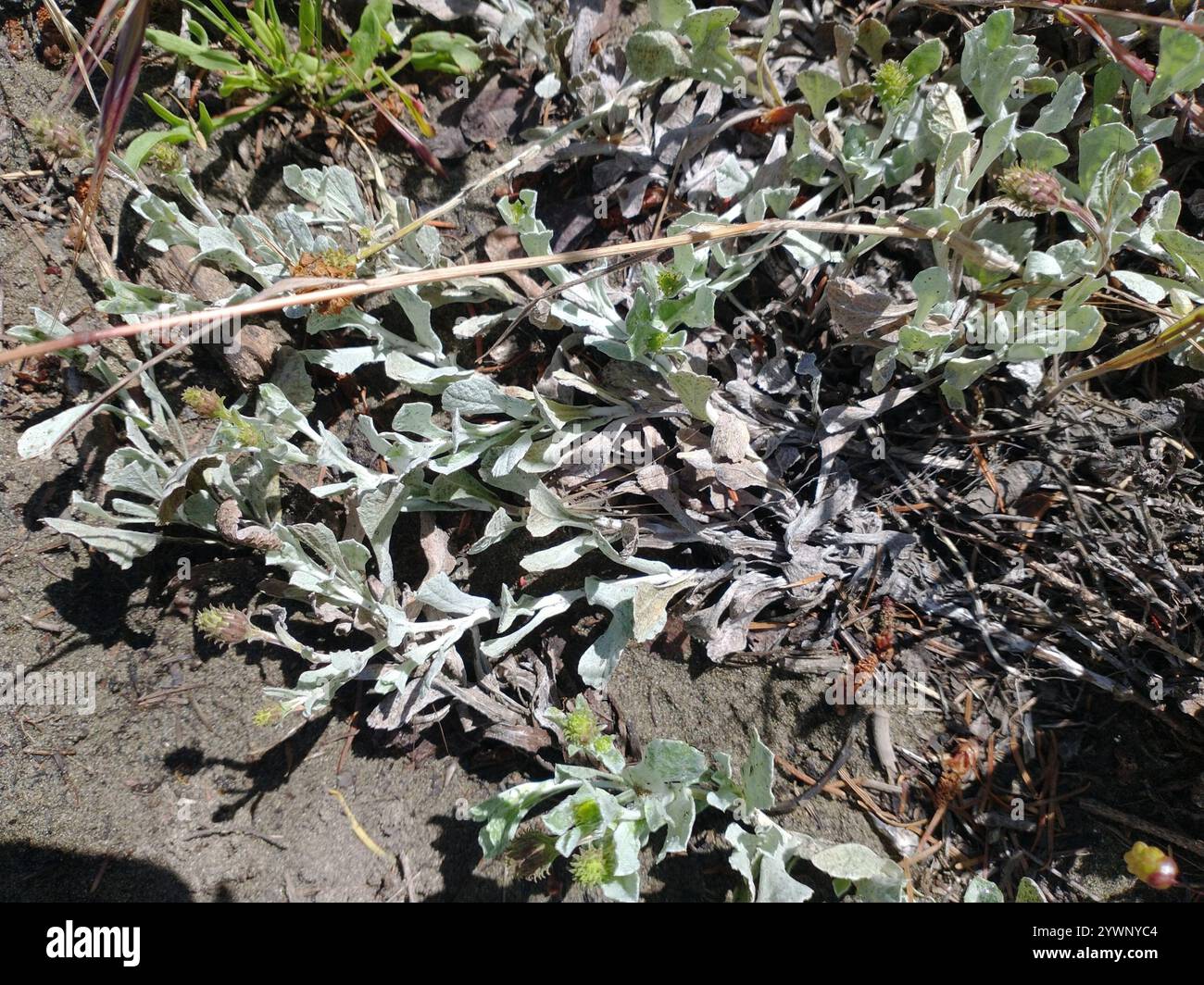 California Aster (Corethrogyne filaginifolia Stock Photo - Alamy