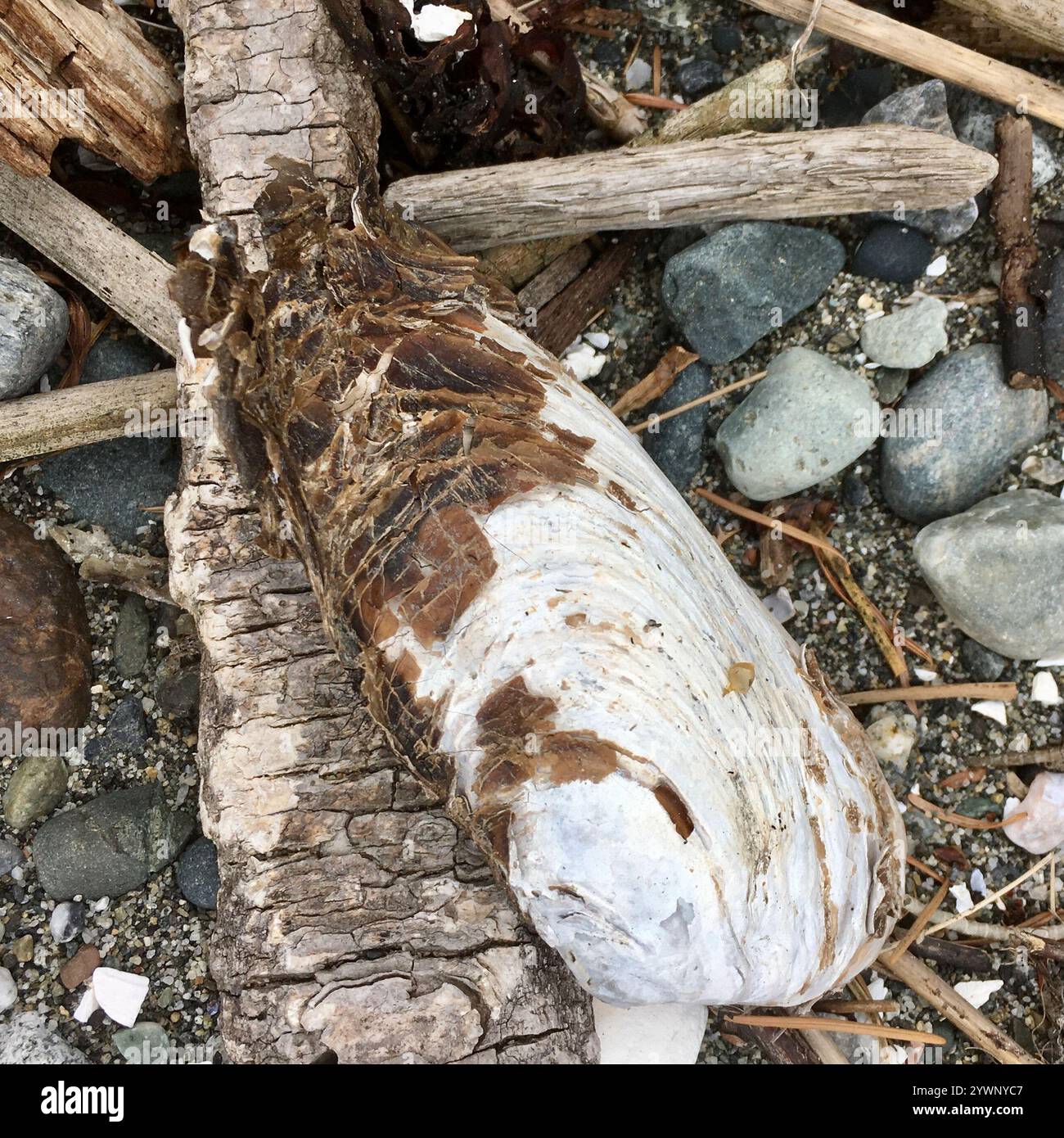 Wrinkled Rock Clam (Entodesma navicula Stock Photo - Alamy