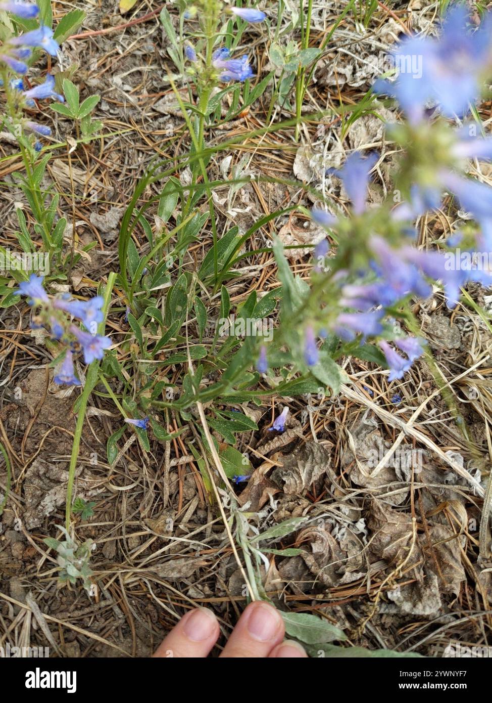 Front Range Beardtongue (Penstemon virens Stock Photo - Alamy