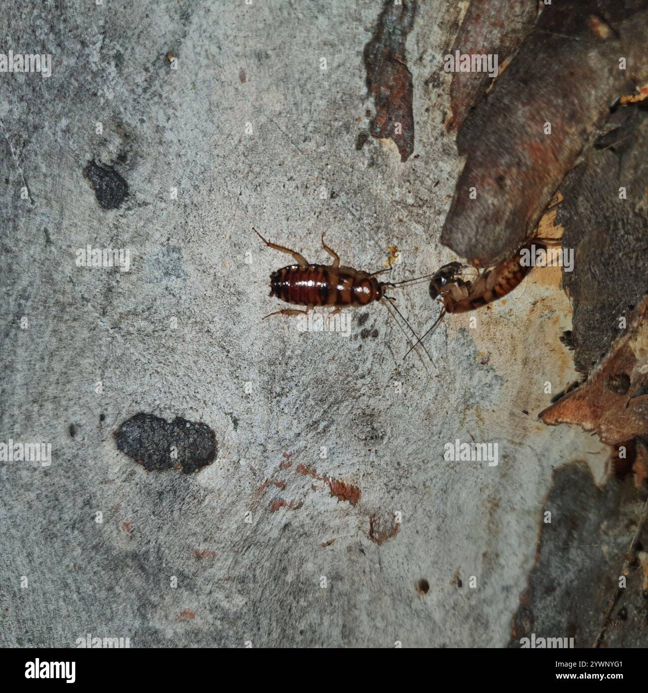 Cockroaches and Termites (Blattodea Stock Photo - Alamy