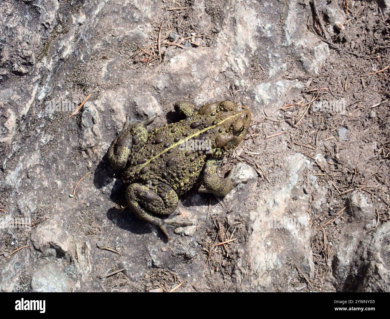 Western Toad (Anaxyrus boreas Stock Photo - Alamy