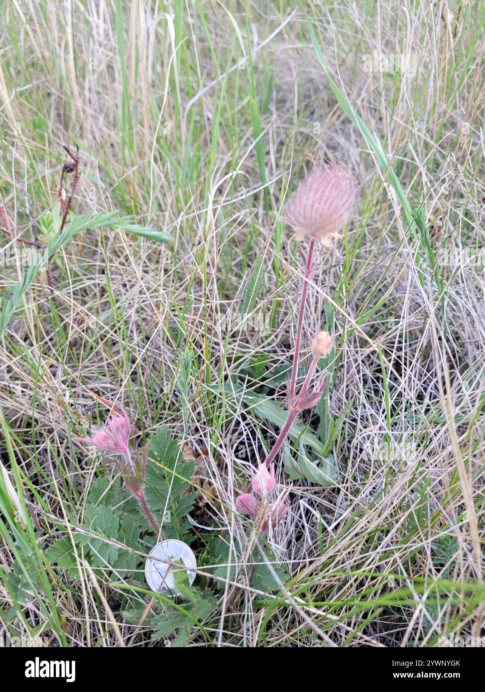 prairie smoke (Geum triflorum Stock Photo - Alamy