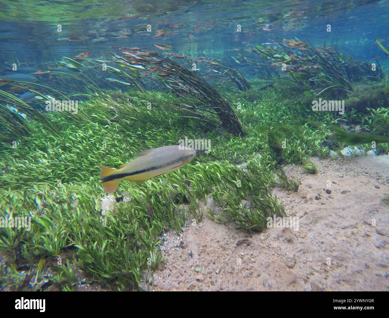 Piraputanga hi-res stock photography and images - Alamy