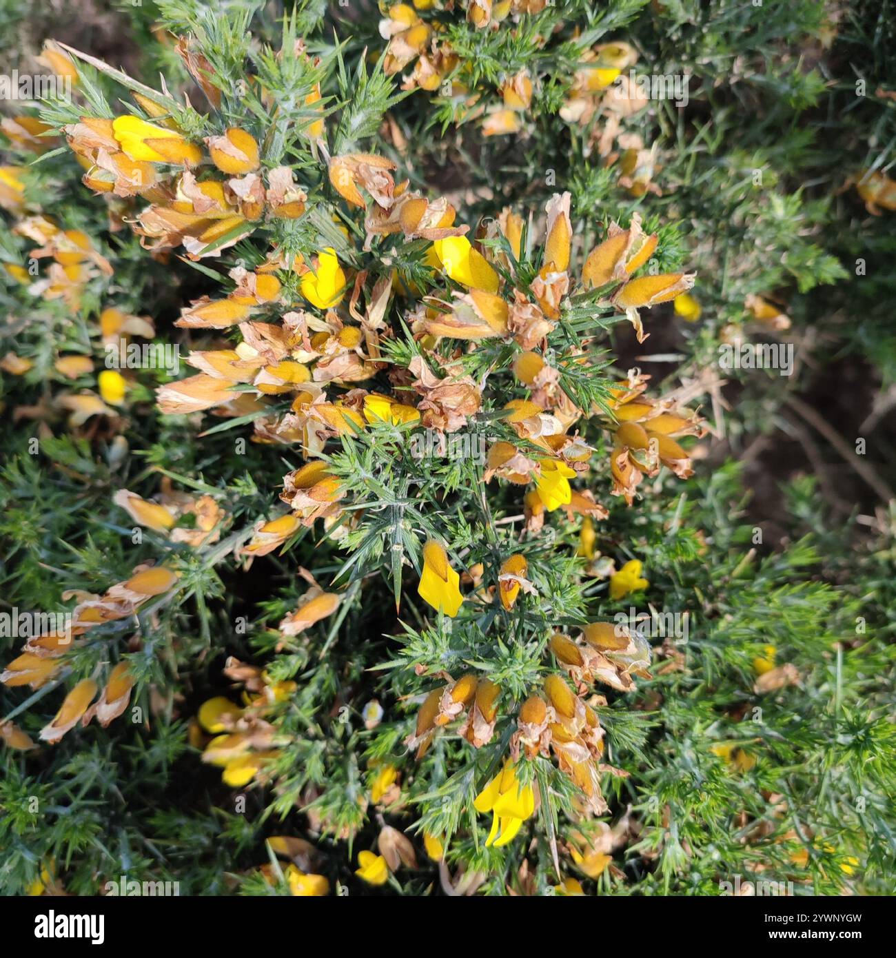 gorse (Ulex europaeus Stock Photo - Alamy