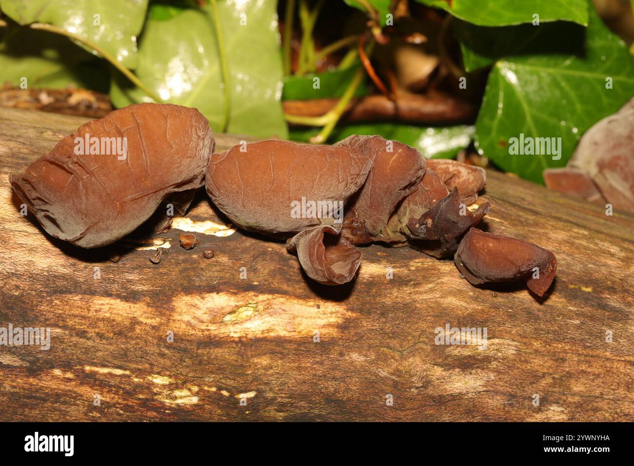 Jelly Ear (Auricularia auricula-judae Stock Photo - Alamy