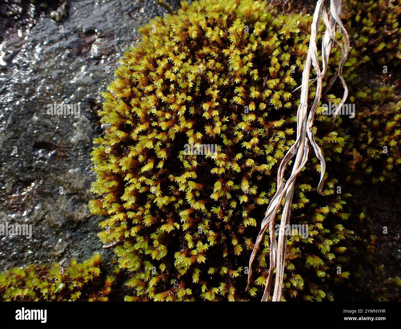Yellow Fringe-moss (Racomitrium aciculare Stock Photo - Alamy