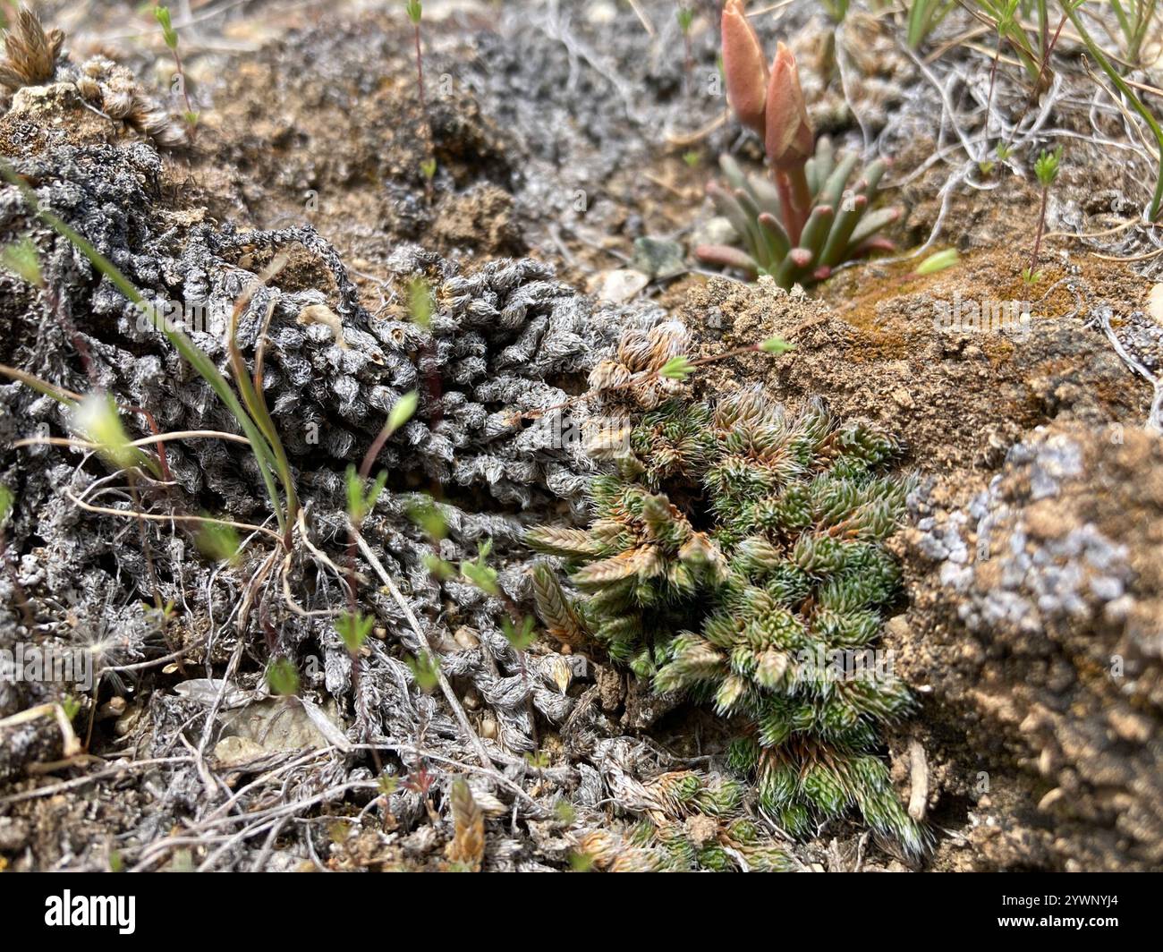 Dense Spikemoss (Selaginella densa densa Stock Photo - Alamy