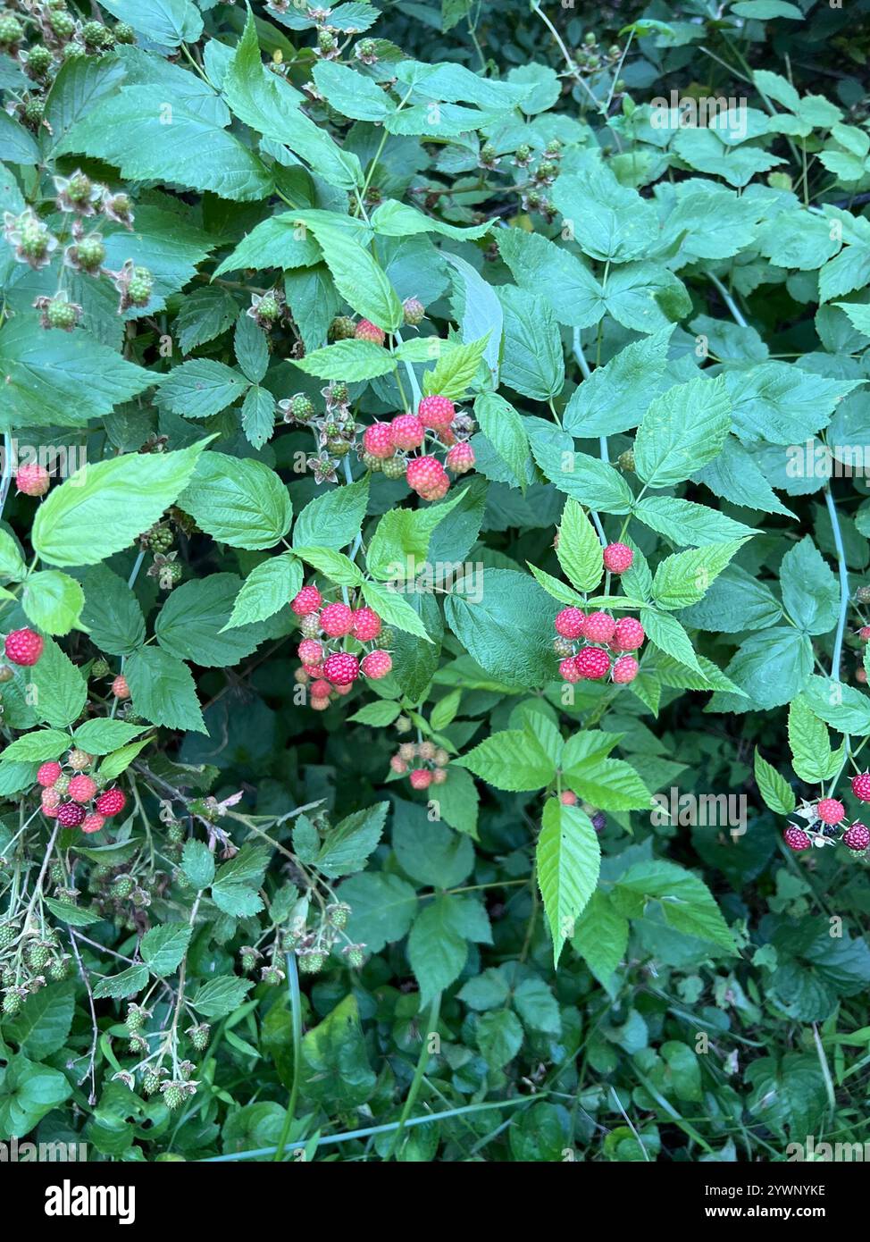 black raspberry (Rubus occidentalis Stock Photo - Alamy