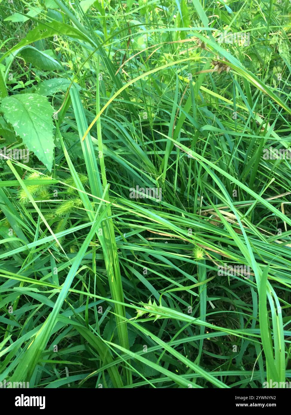 bladder sedge (Carex intumescens Stock Photo - Alamy