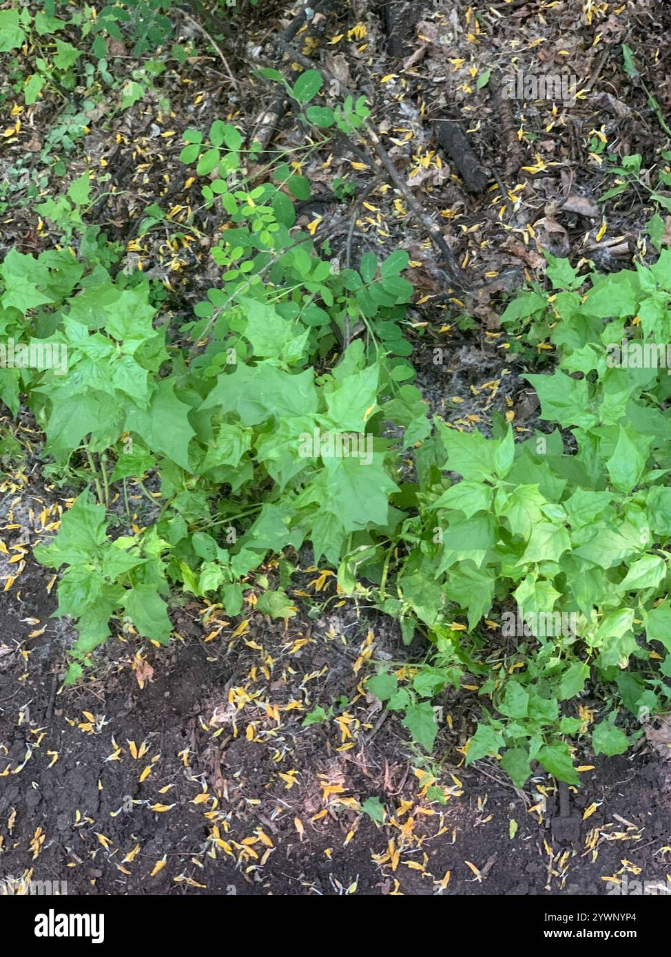 maple-leaved goosefoot complex (Chenopodiastrum simplex Stock Photo - Alamy