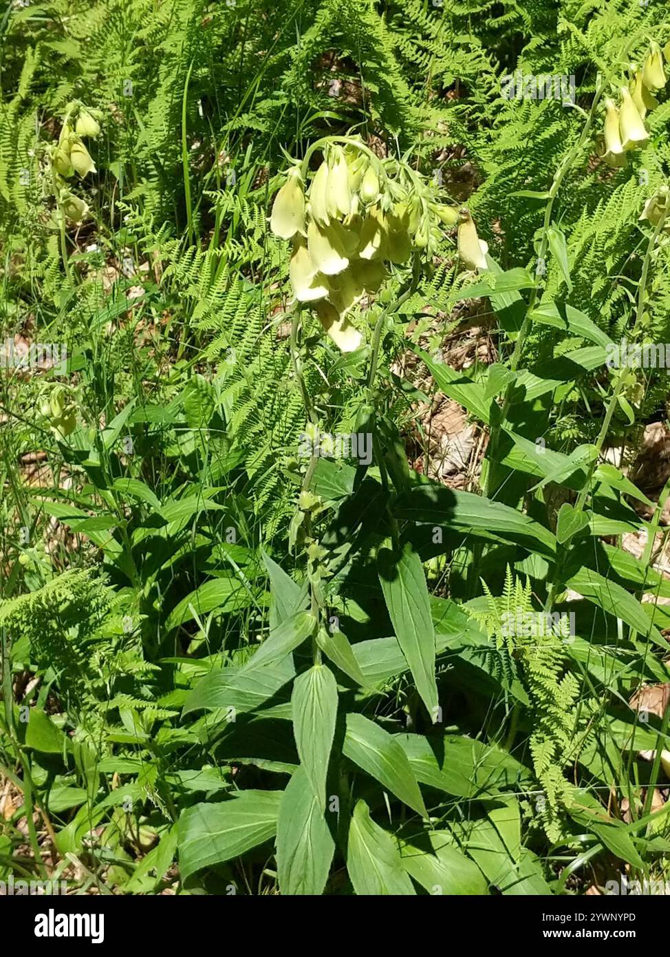 Yellow Foxglove (Digitalis grandiflora Stock Photo - Alamy