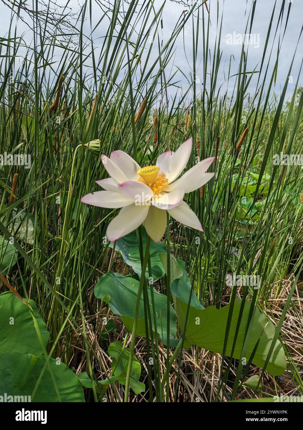 American lotus (Nelumbo lutea Stock Photo - Alamy