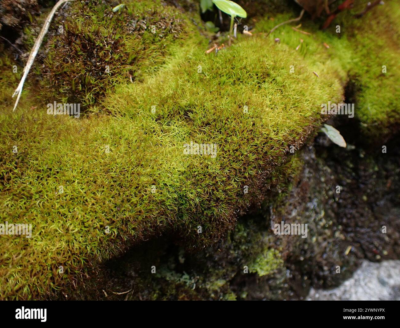 Twisted Moss (Tortella tortuosa Stock Photo - Alamy