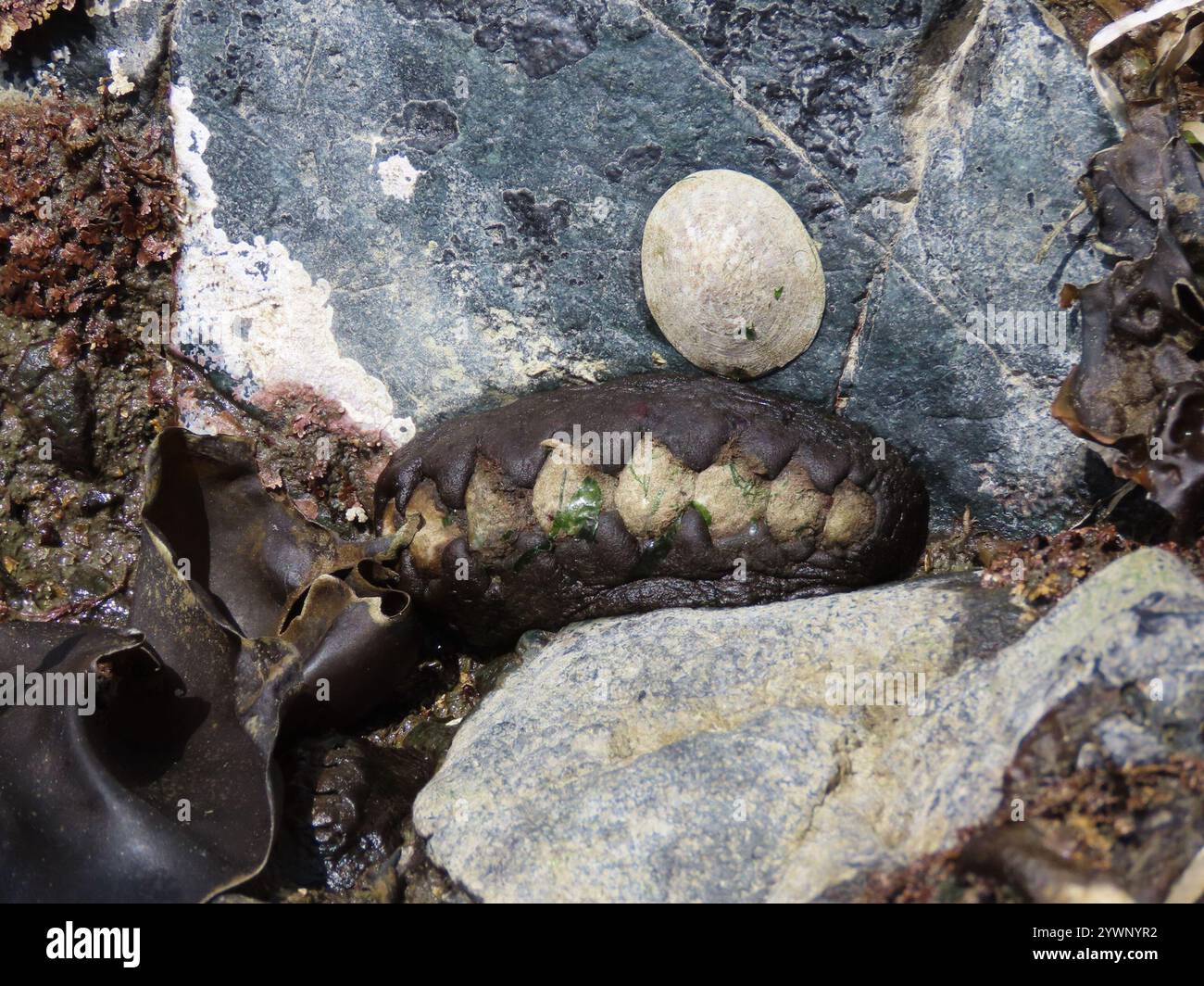 Black Leather Chiton (Katharina tunicata Stock Photo - Alamy