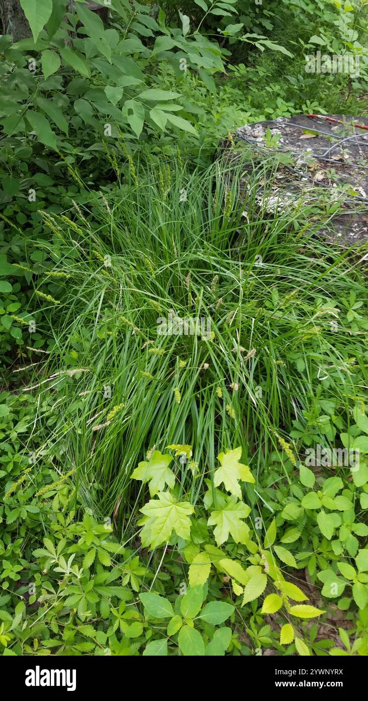 fox sedge (Carex vulpinoidea Stock Photo - Alamy
