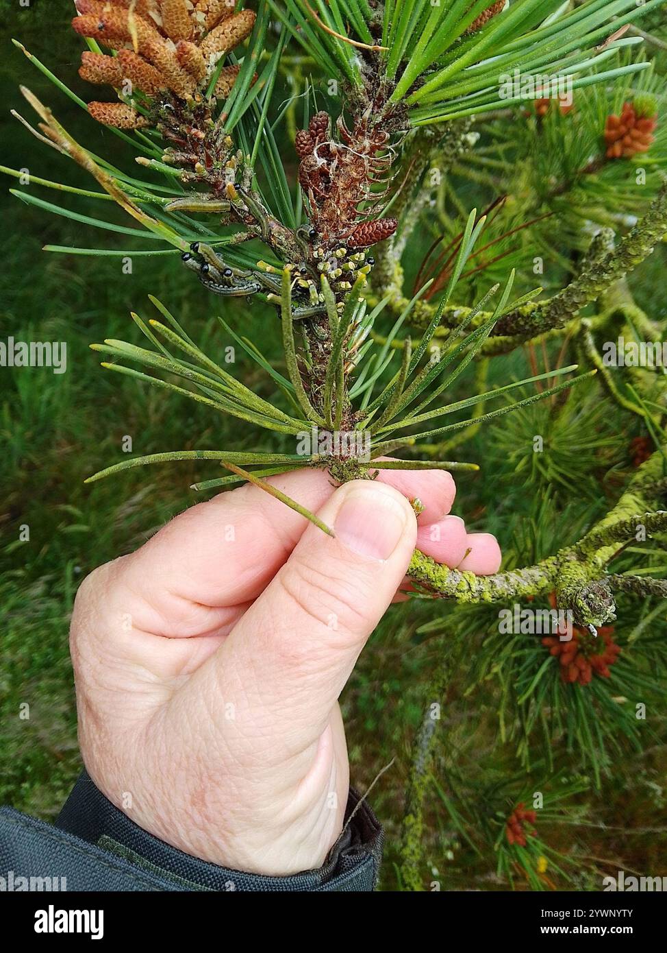 European Pine Sawfly (Neodiprion sertifer Stock Photo - Alamy