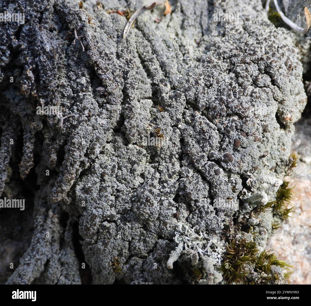 Granular Mottled-disk Lichen (Trapeliopsis granulosa Stock Photo - Alamy