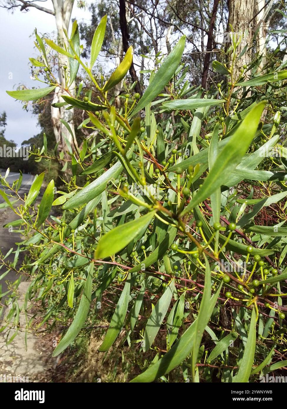 Hop-leaved Wattle (Acacia dodonaeifolia Stock Photo - Alamy