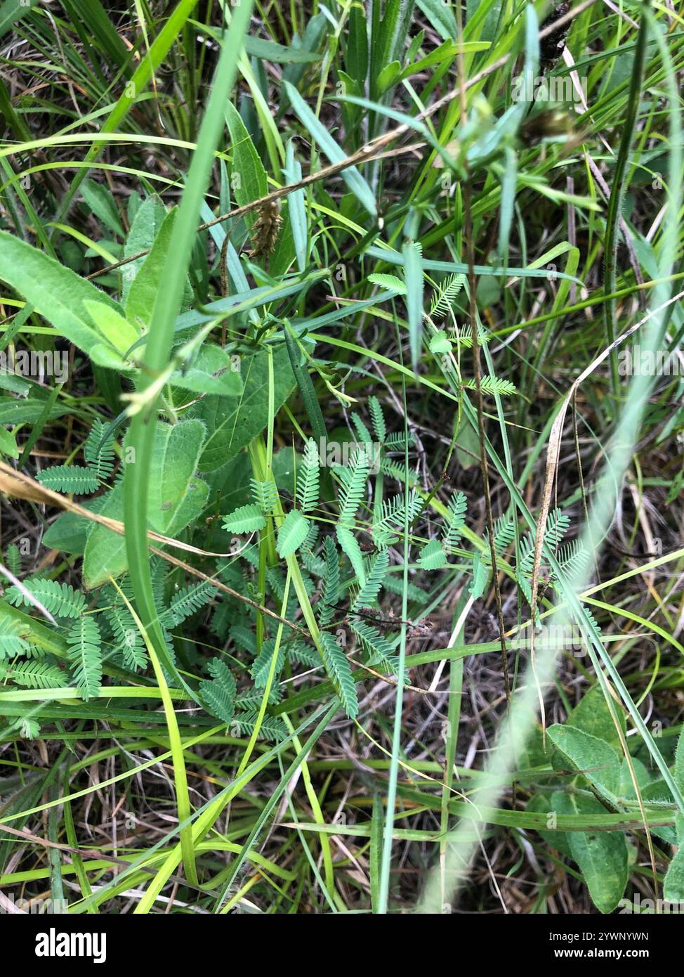 Yellow Puff (Neptunia lutea Stock Photo - Alamy
