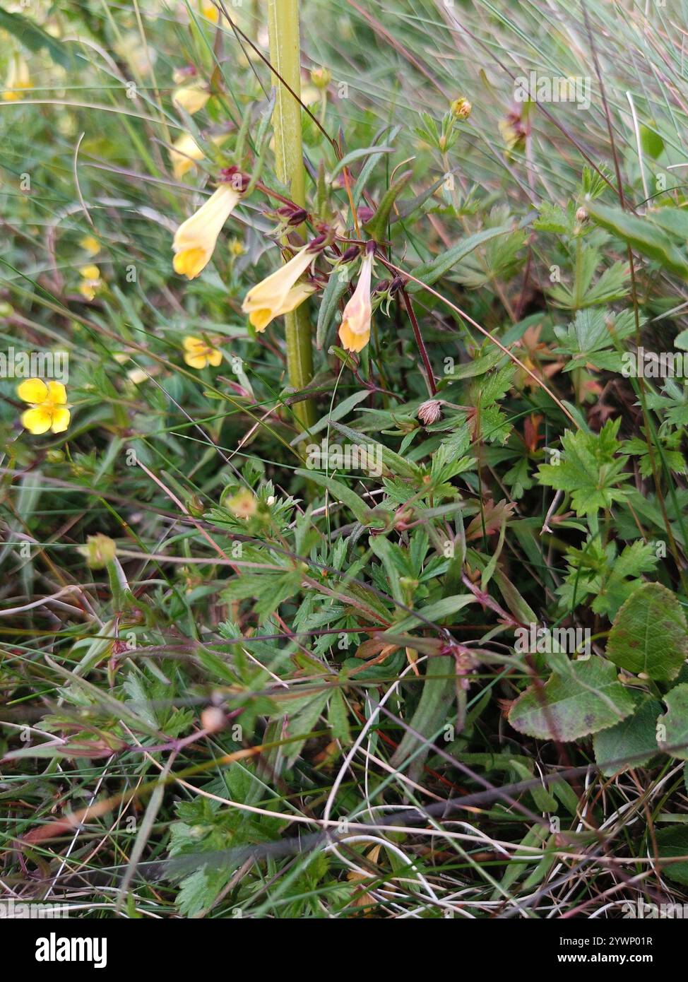 Common Cow-wheat (Melampyrum pratense Stock Photo - Alamy