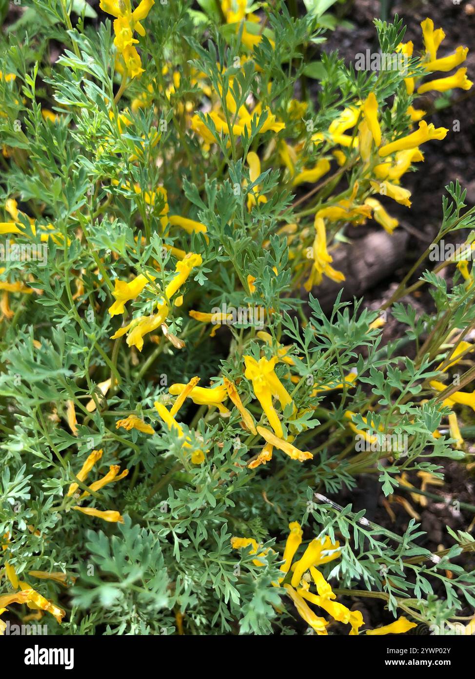golden corydalis (Corydalis aurea Stock Photo - Alamy