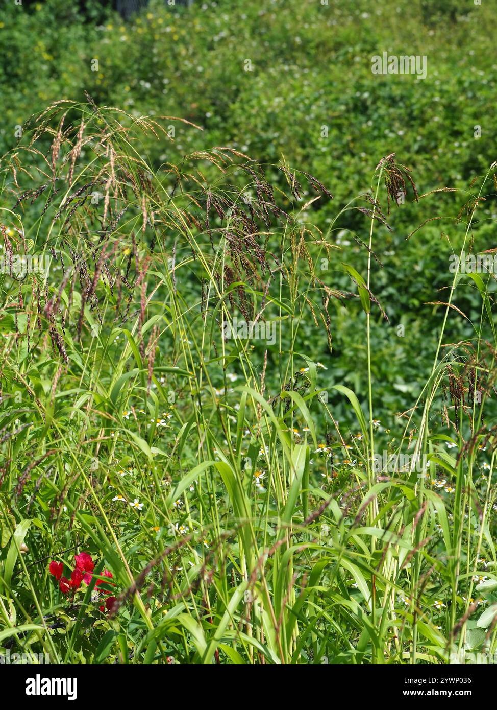 Wild Sorghum (Sorghum bicolor verticilliflorum Stock Photo - Alamy