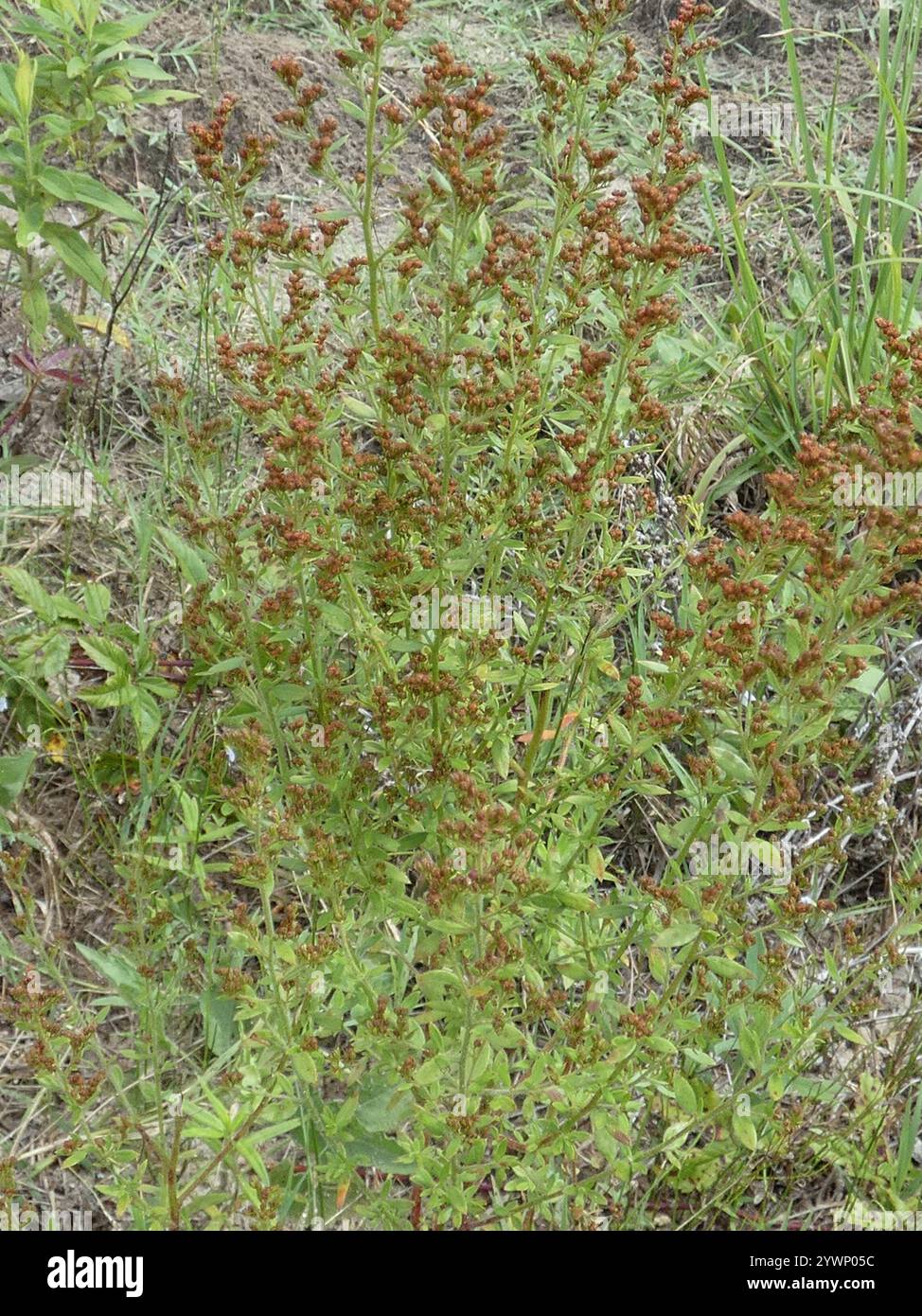 Hairy Pinweed (Lechea mucronata Stock Photo - Alamy