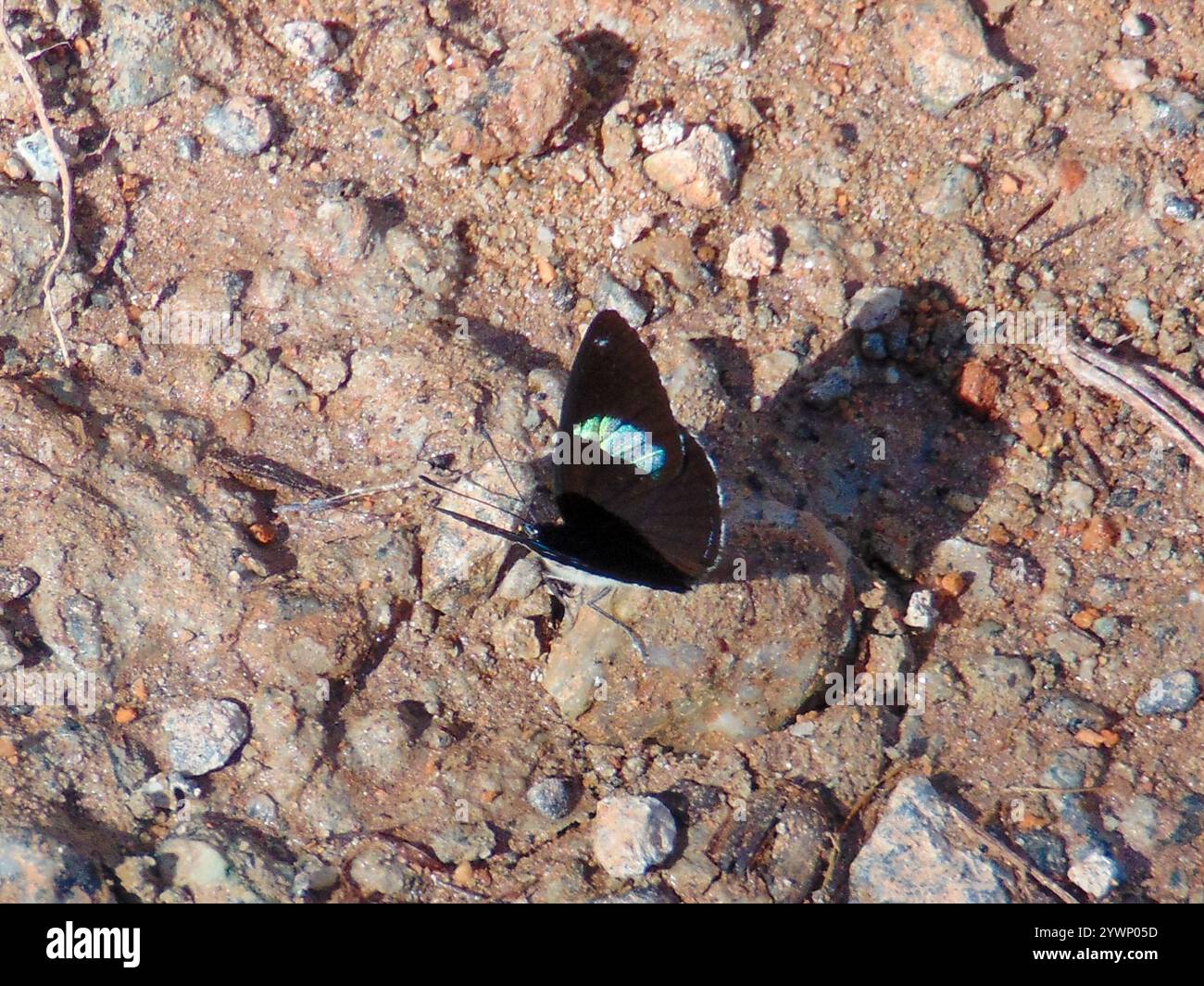 Widespread Eighty-eight (Diaethria clymena Stock Photo - Alamy