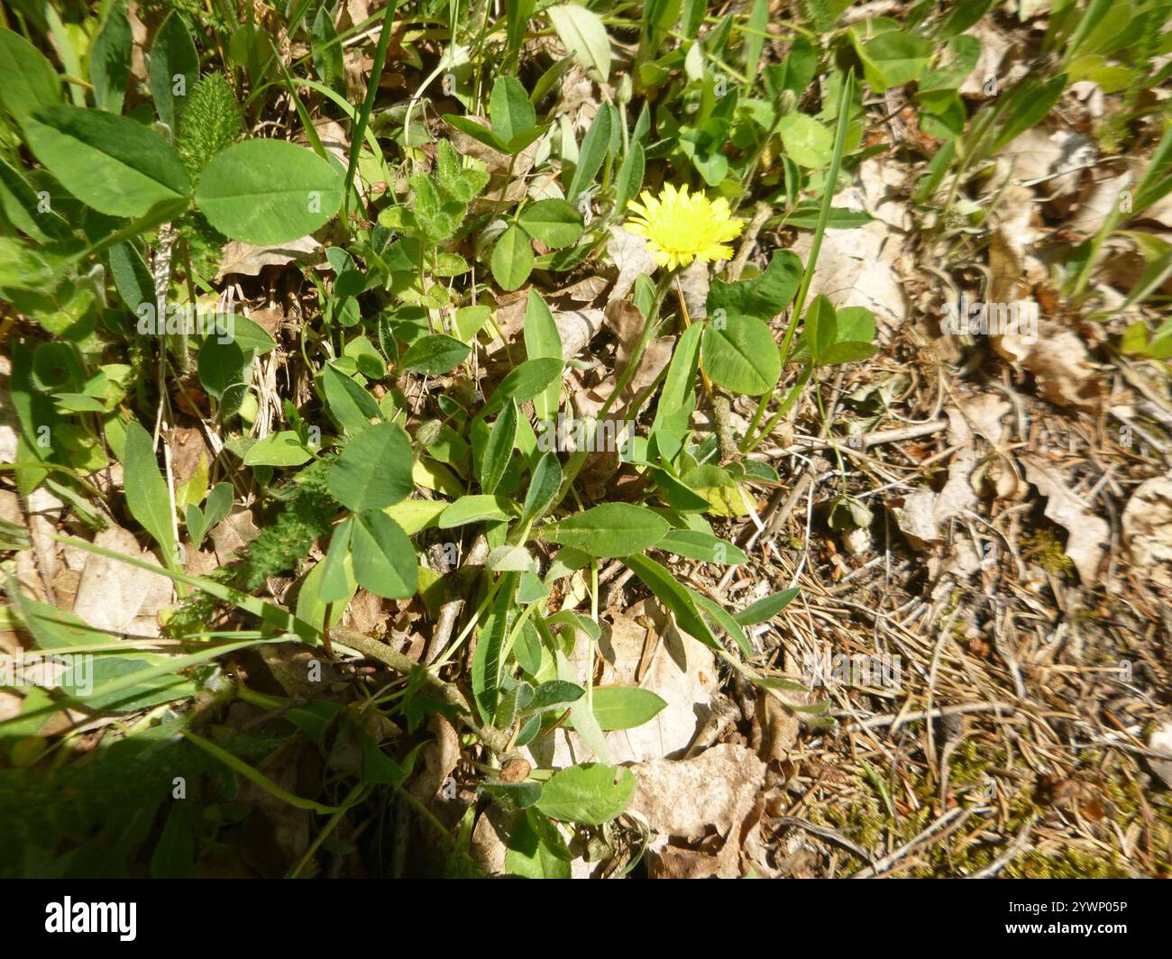 mouse-eared hawkweed (Pilosella officinarum Stock Photo - Alamy