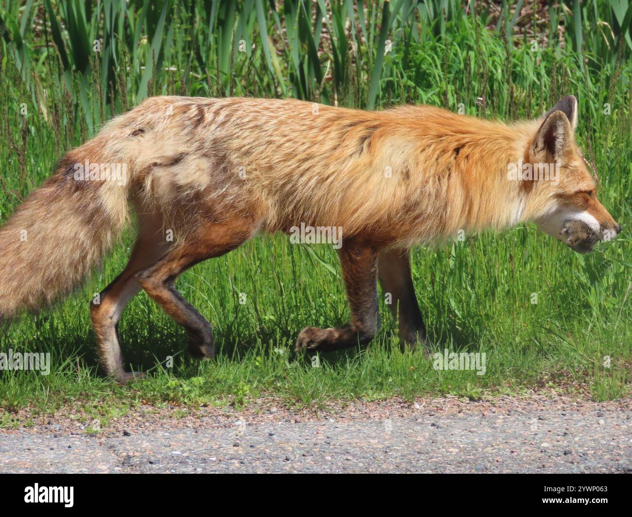 Red Fox (Vulpes vulpes Stock Photo - Alamy